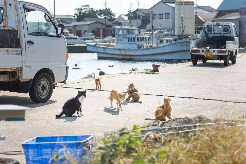 A série de fotografia de Andrew Marttila captura os moradores felinos de Cat Island 6895_8