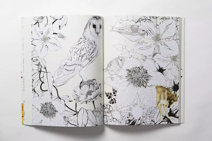 Birdtopia: प्रतिभाशाली Daisy Fletcher द्वारा एक सुन्दर चित्रण रंग पुस्तक 7258_8