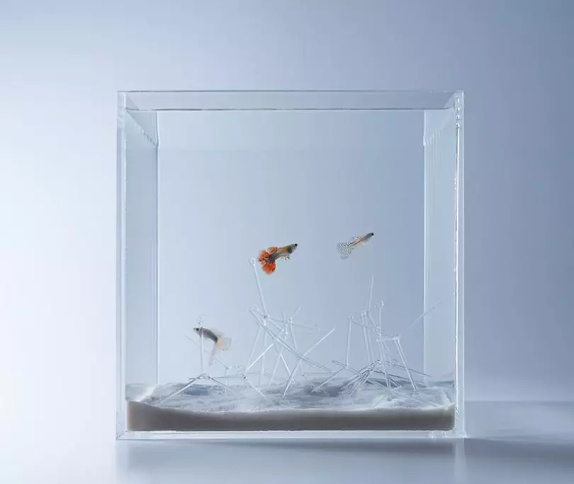 Ebe mmiri: Aquarium nke pere mpe na-ese n'elu echiche nke mbipụta 3D n'okpuru mmiri 8186_6