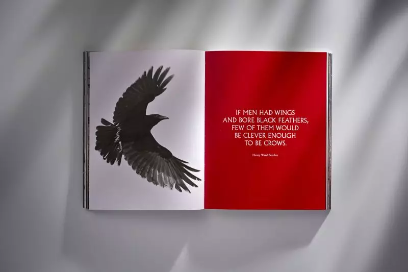 The Ravens: ایک دلکش کتاب جو 'ملٹی ٹیلنٹڈ' پرندوں پر تخلیقی نظر ڈالتی ہے۔
