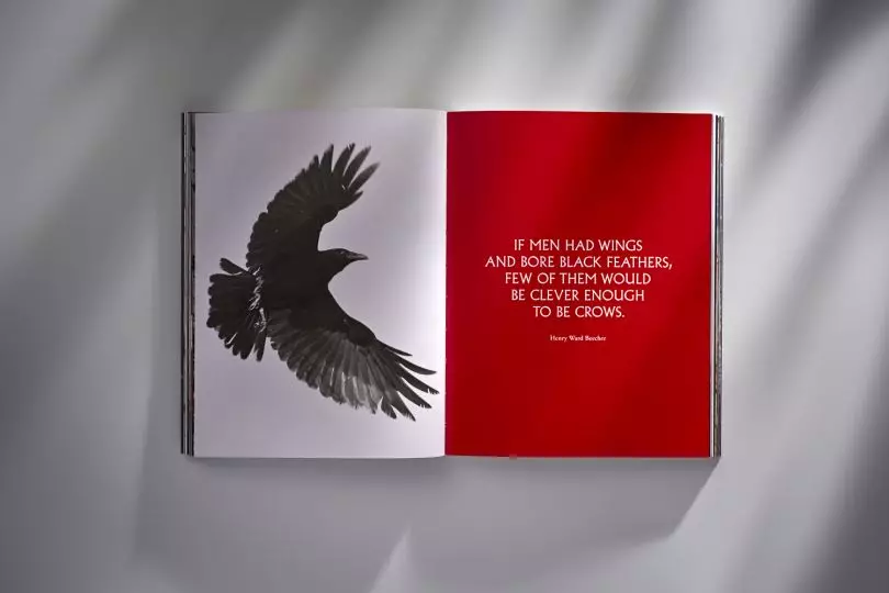 The Ravens: Usa ka maanyag nga libro nga nagtan-aw sa mamugnaon nga pagtan-aw sa 'multi-talented' nga mga langgam 844_1