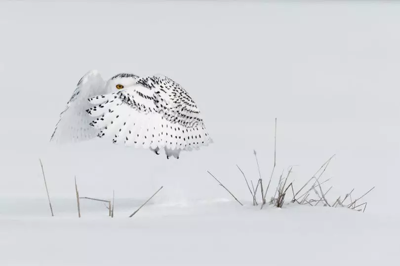 Puletaofia: © Milo Angelo Ramella, Italia, Ulufale, Tatala, Wildlife (Tatala tauvaga), 2018 Sony World Photography Awards