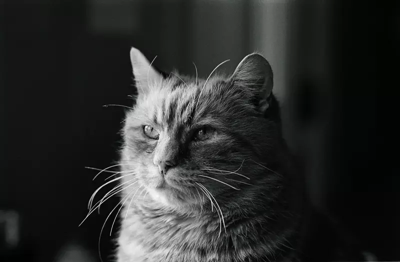 Os gatos de Jane Bown: encantadoras fotografías en branco e negro dos nosos amigos felinos