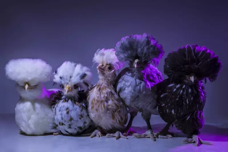 Chic Chicks: Ang photographer ay nagpapanggap ng mga sanggol na manok bilang mga high-fashion na modelo