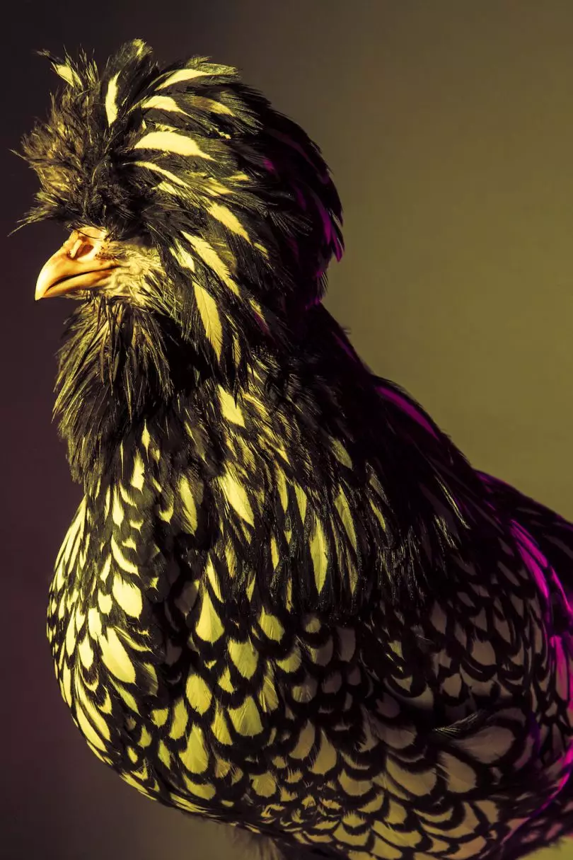 Chic Chicks: Fotograf predstavlja piščance kot modne modele 8761_10