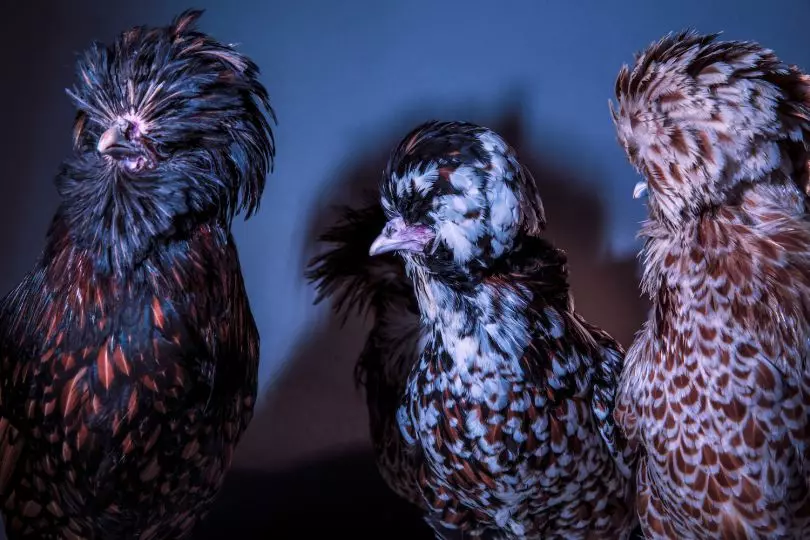 别致的小鸡：摄影师将小鸡摆成高级时装模特 8761_11