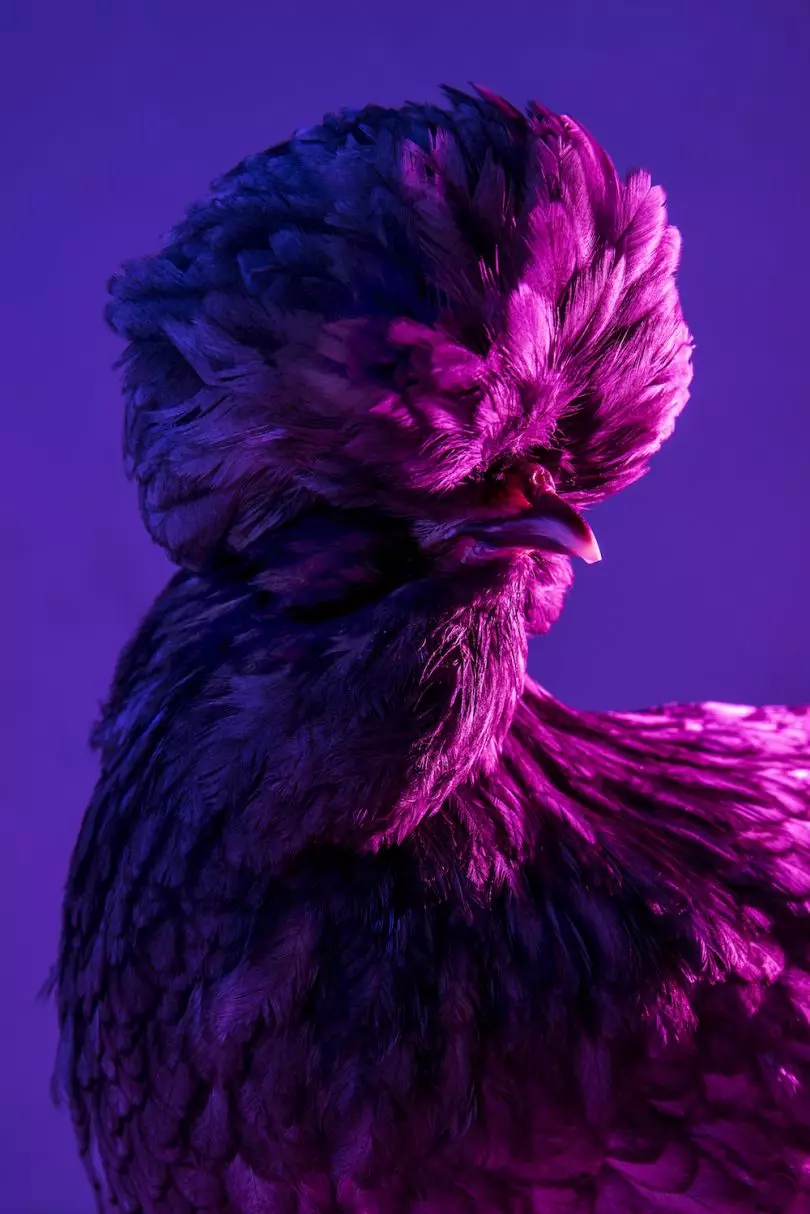 Chic Chicks. լուսանկարիչը ձագերի հավերին ներկայացնում է որպես բարձր նորաձեւության մոդելներ 8761_12