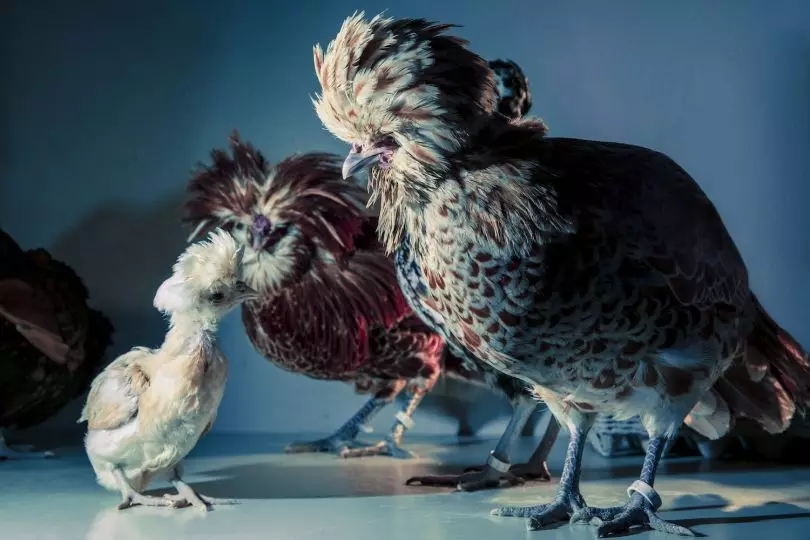Chic Chicks. լուսանկարիչը ձագերի հավերին ներկայացնում է որպես բարձր նորաձեւության մոդելներ 8761_14