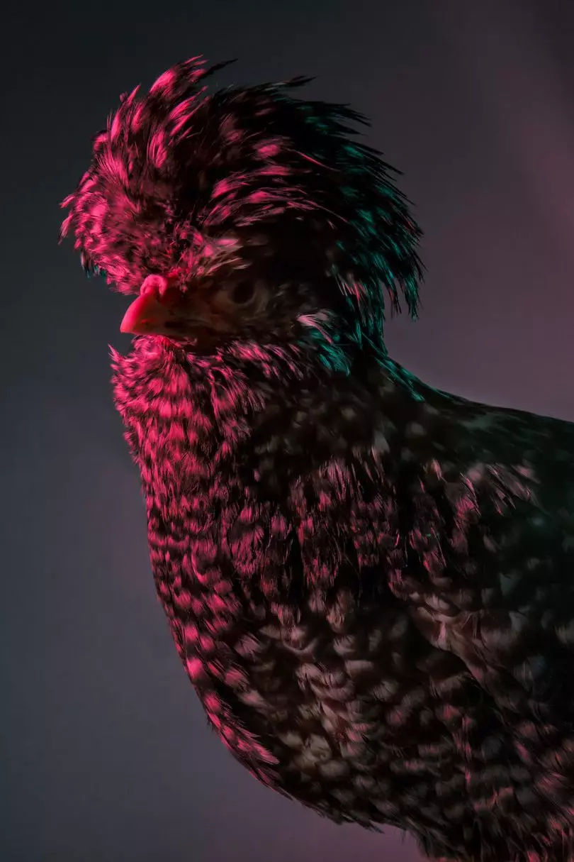 Chic Chicks. լուսանկարիչը ձագերի հավերին ներկայացնում է որպես բարձր նորաձեւության մոդելներ 8761_15