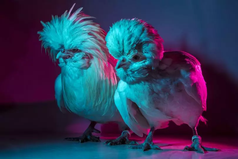 Chicks Chicks: Fotografer nampilkeun hayam orok salaku modél modéren 8761_19