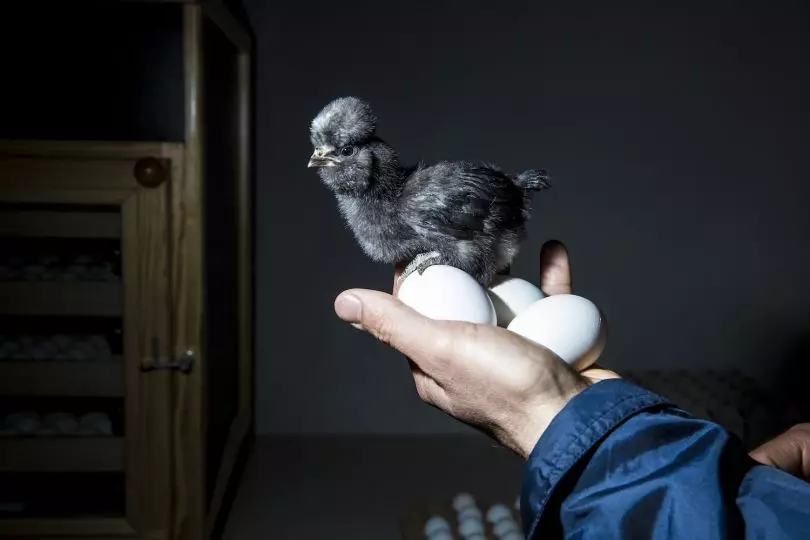 Chicks Chicks: Fotografer nampilkeun hayam orok salaku modél modéren 8761_2