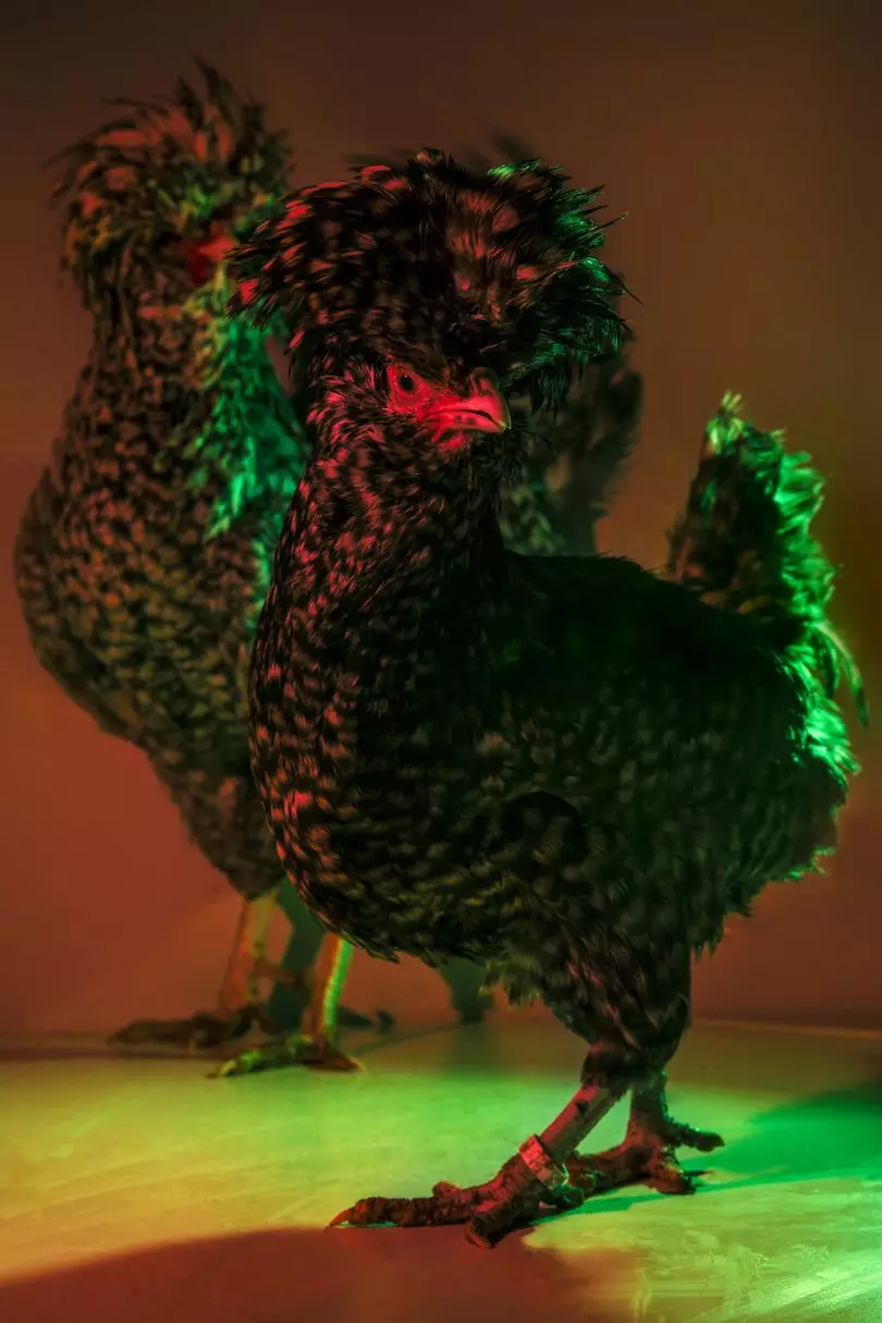 Chic Chicks. լուսանկարիչը ձագերի հավերին ներկայացնում է որպես բարձր նորաձեւության մոդելներ 8761_3