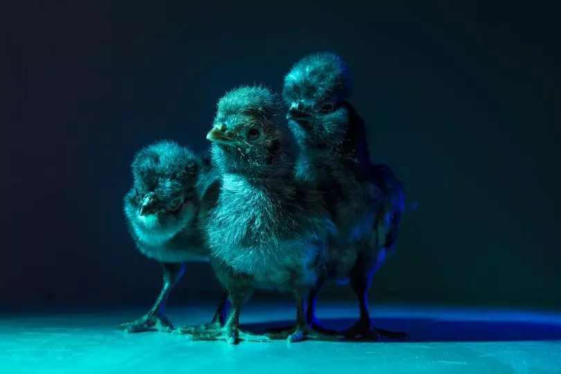Цхиц Цхицкс: Фотограф представља бебе пилиће као моделе високе моде 8761_5