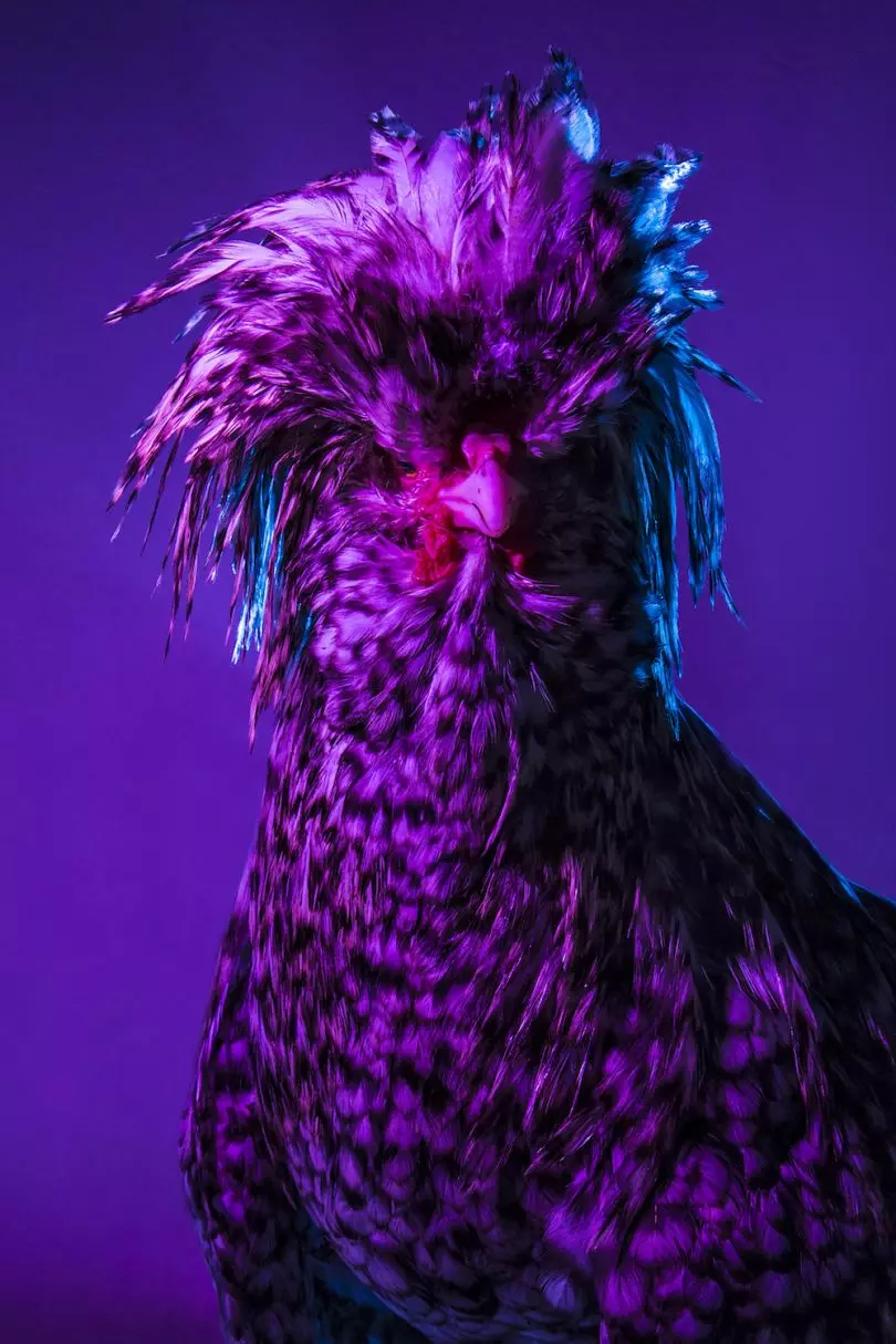 Chic Chicks: Fotograf predstavlja piščance kot modne modele 8761_9