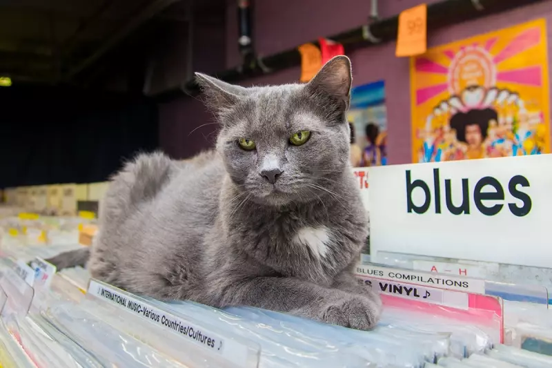 Shop Cats of New York: Oplev de fascinerende historier om katte, der bor i butikker i NYC