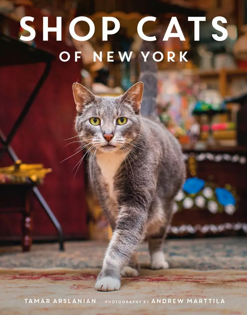 Boekomslag voor Cats of New York