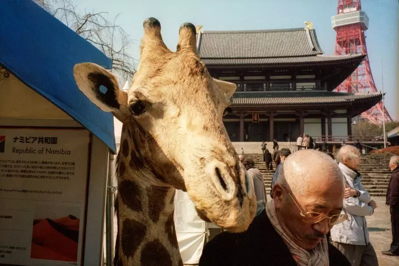 Fotografier av Shin Noguchi avslöjar de humoristiska och udda ögonblicken i vardagen i Japan