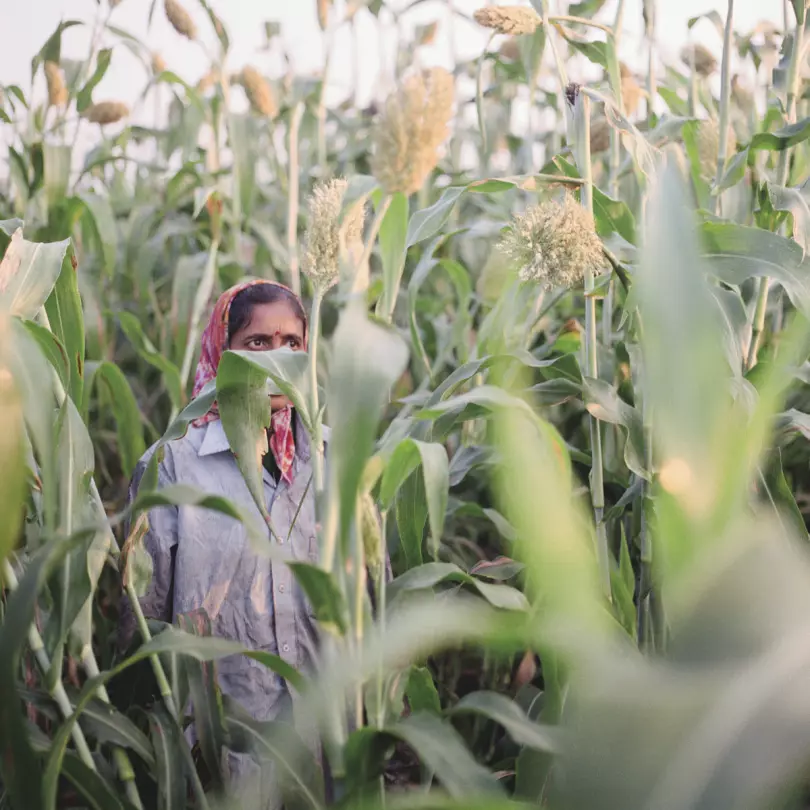 Nipani, Barato. Tabaklaboristo Dipali Lohar en miksita kampo kun bidi-tabako kaj sorgo. © Rocco Rorandelli