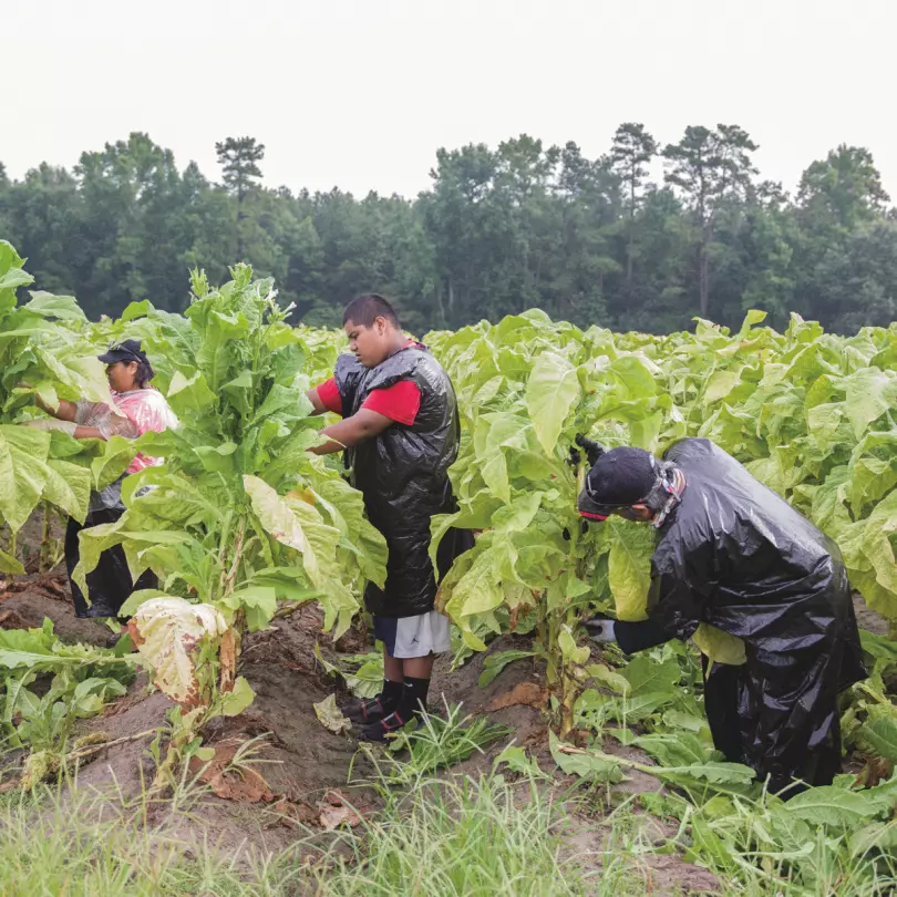 Goldsboro, NC, USA Si Miguel, isang labing-apat na taong gulang na Mexican na migranteng manggagawa, ay namumulot ng mga dahon sa isang tabako kasama ang kanyang tiyahin at tiyuhin. © Rocco Rorandelli