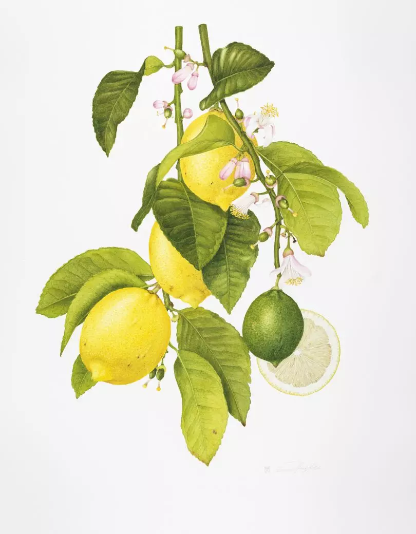 Η εικόνα είναι ευγενική προσφορά του RHS Botanical Art & Photography Show 2021