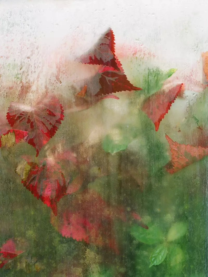 Caroline Gavazzi's images of tropical flowers in glasshouses look like impressionist oil paintings