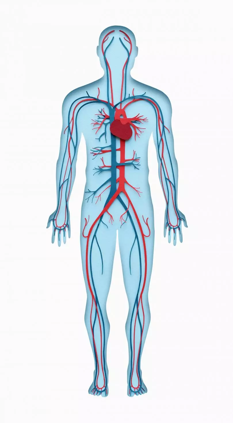 Umshini Wami Womzimba Omangalisayo: Imisebenzi yobuciko yokusikwa kwephepha ye-anatomy yomuntu 9708_3