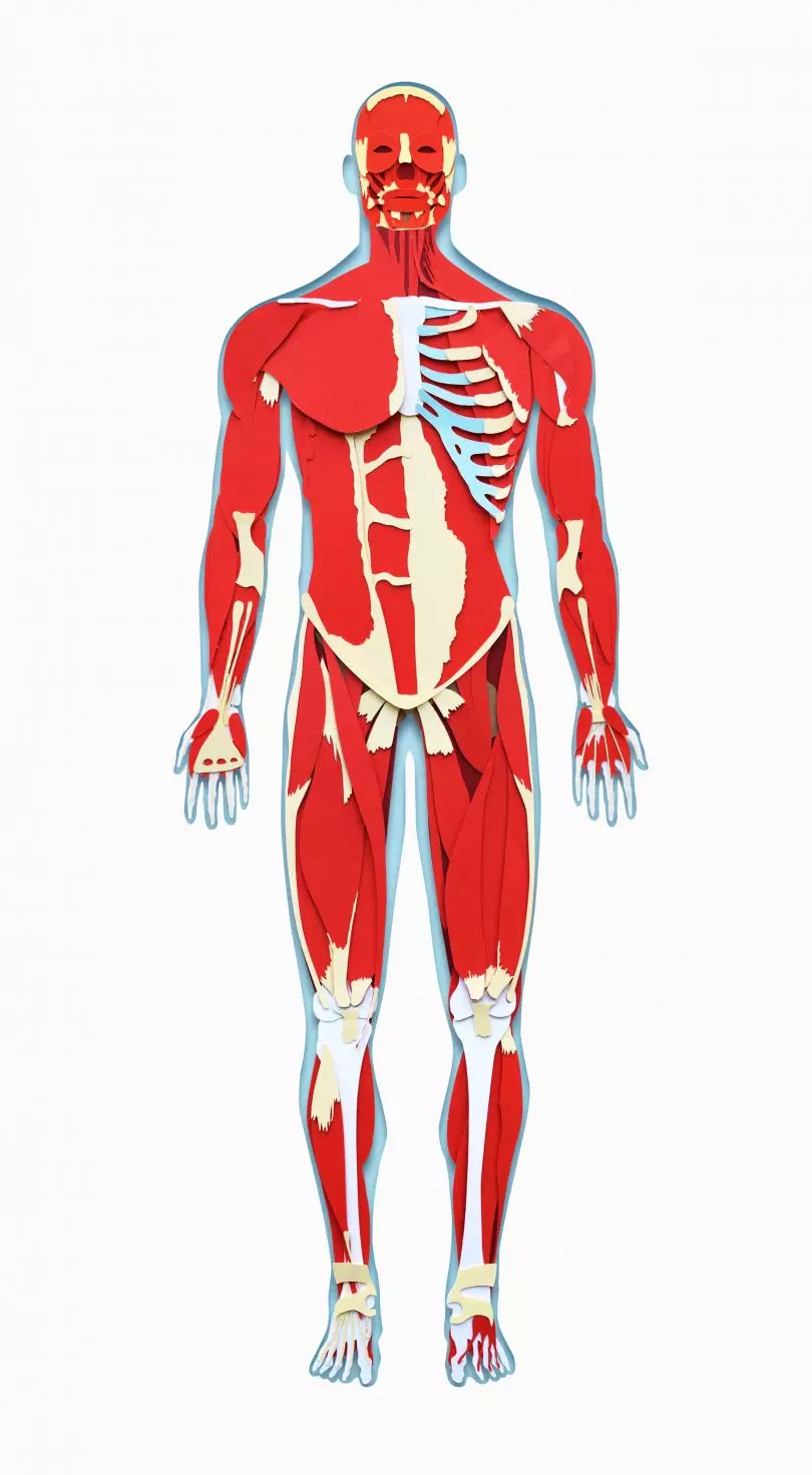 My Amazing Body Machine: Paper-cut artworks ng anatomy ng tao 9708_5